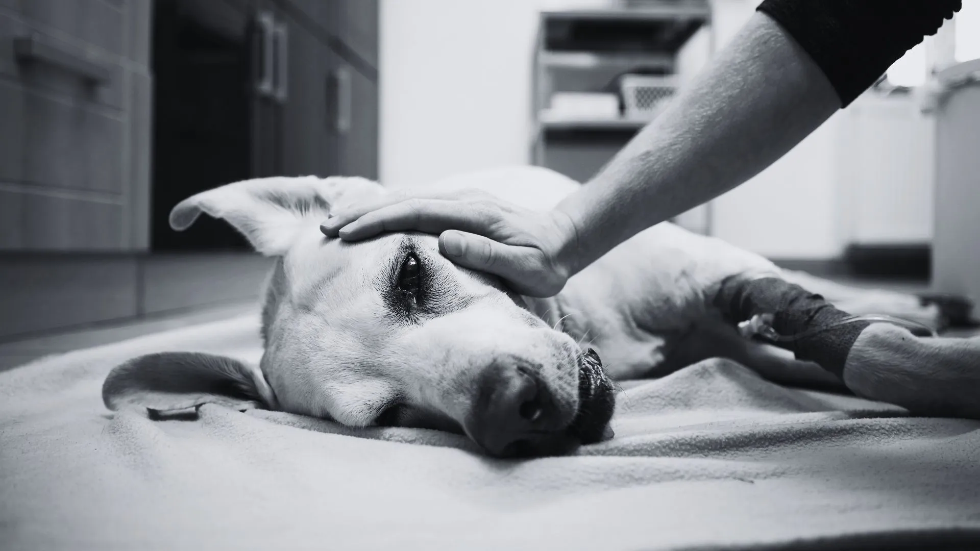 Pablo Neruda amó los perros y lo dejó plasmado en poema que hoy ...